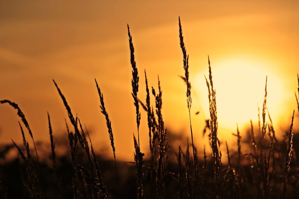 Positive Morning Practices to Start Your Day - Sprouted Lavender